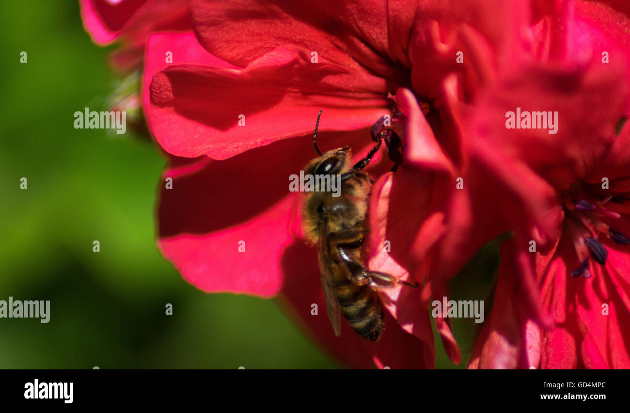 Bee insect flower hi-res stock photography and images - Alamy