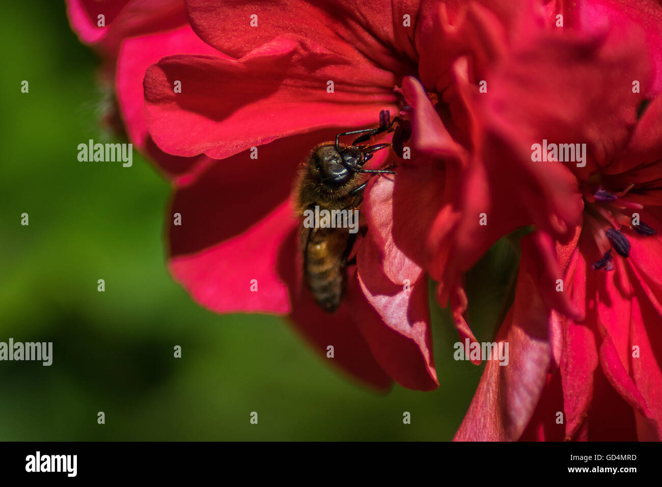 Bee drinking from flower Stock Photo - Alamy