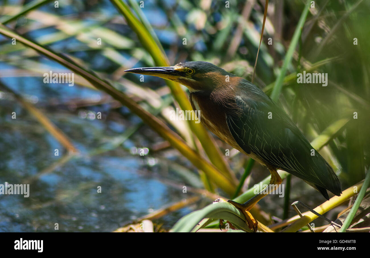 Bird of the water hi-res stock photography and images - Alamy