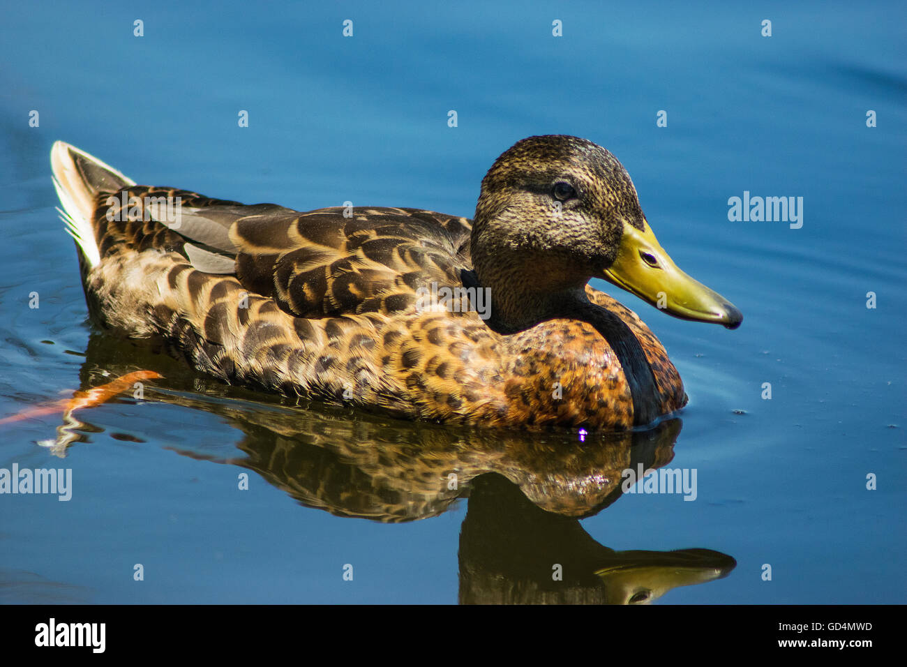 Medium shot of a duck Stock Photo - Alamy