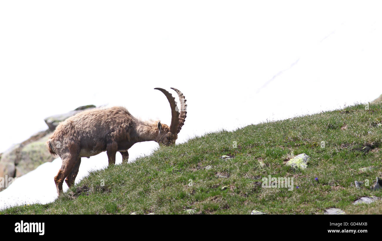 Ibex goat hi-res stock photography and images - Alamy