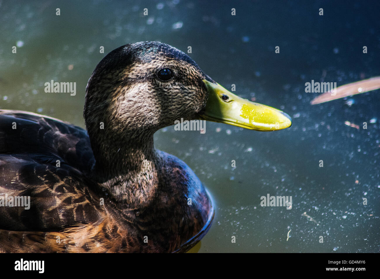 Duck close up Stock Photo - Alamy