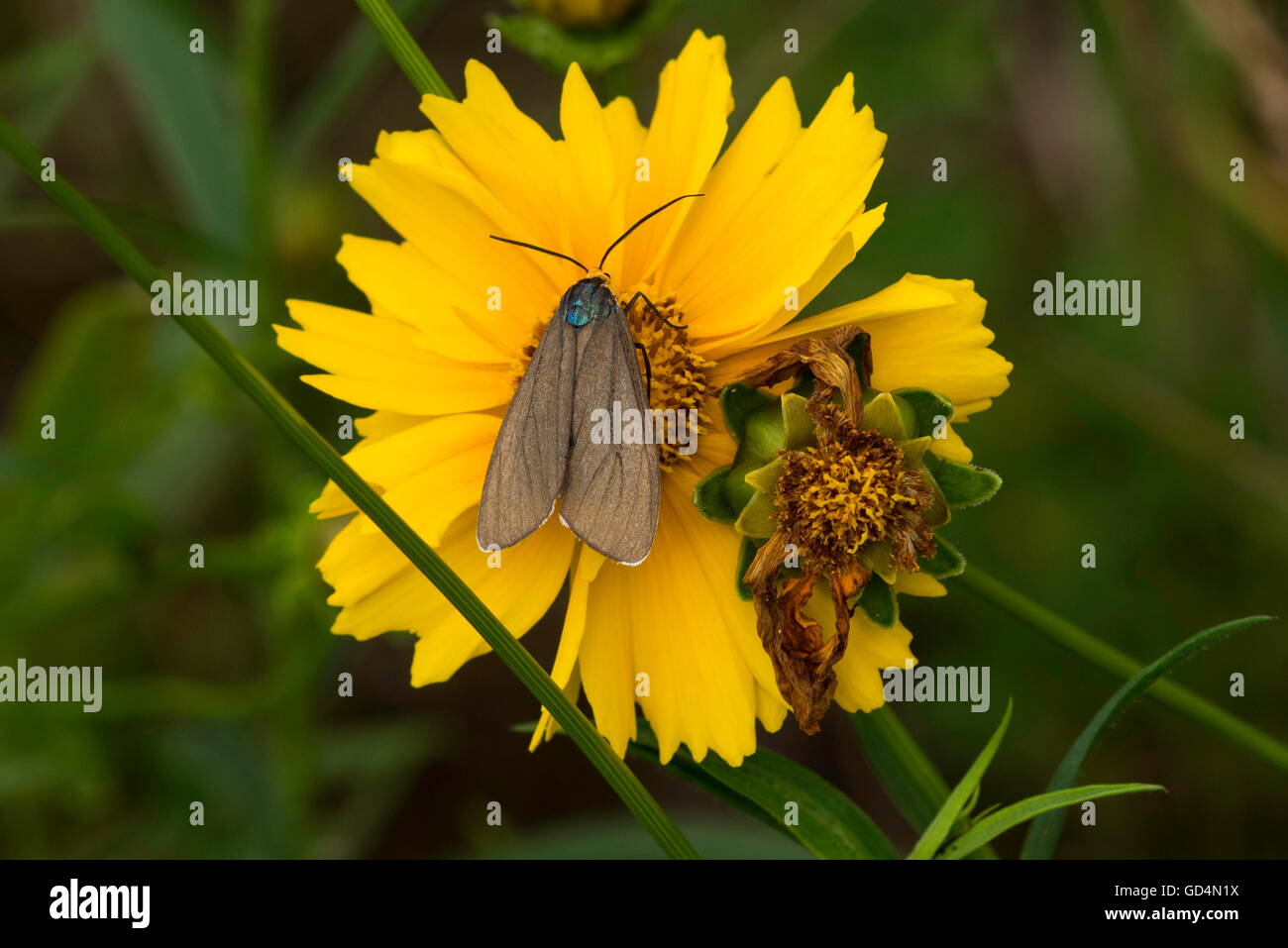 Dark brown moth hi-res stock photography and images - Alamy
