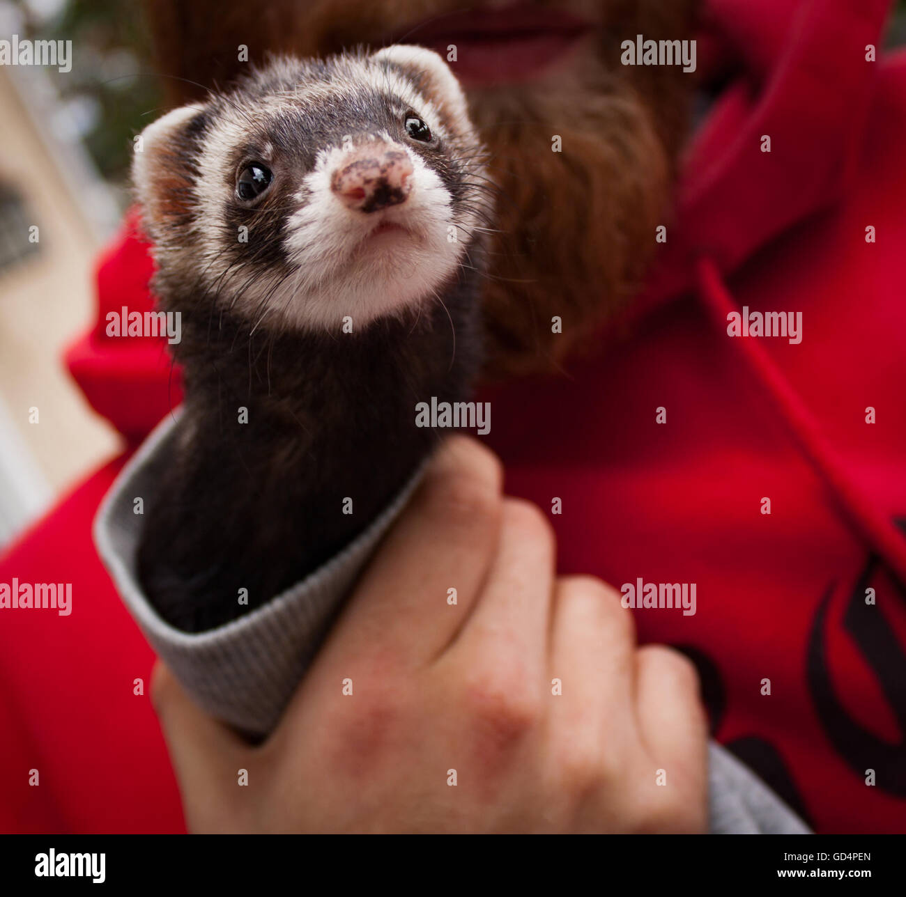 Pet ferret hi-res stock photography and images - Alamy