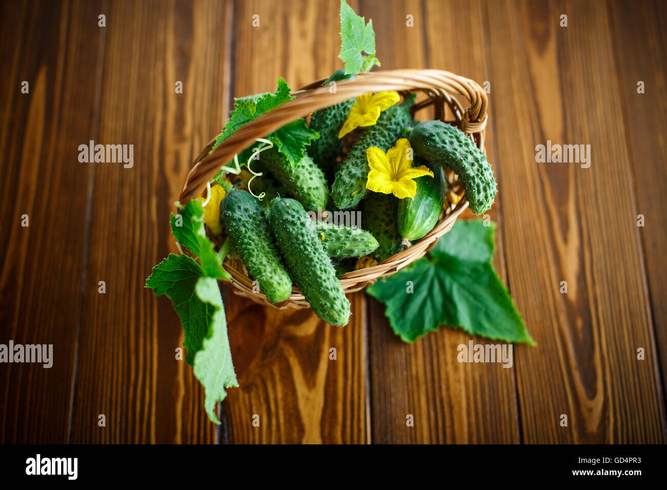 fresh organic cucumbers Stock Photo - Alamy