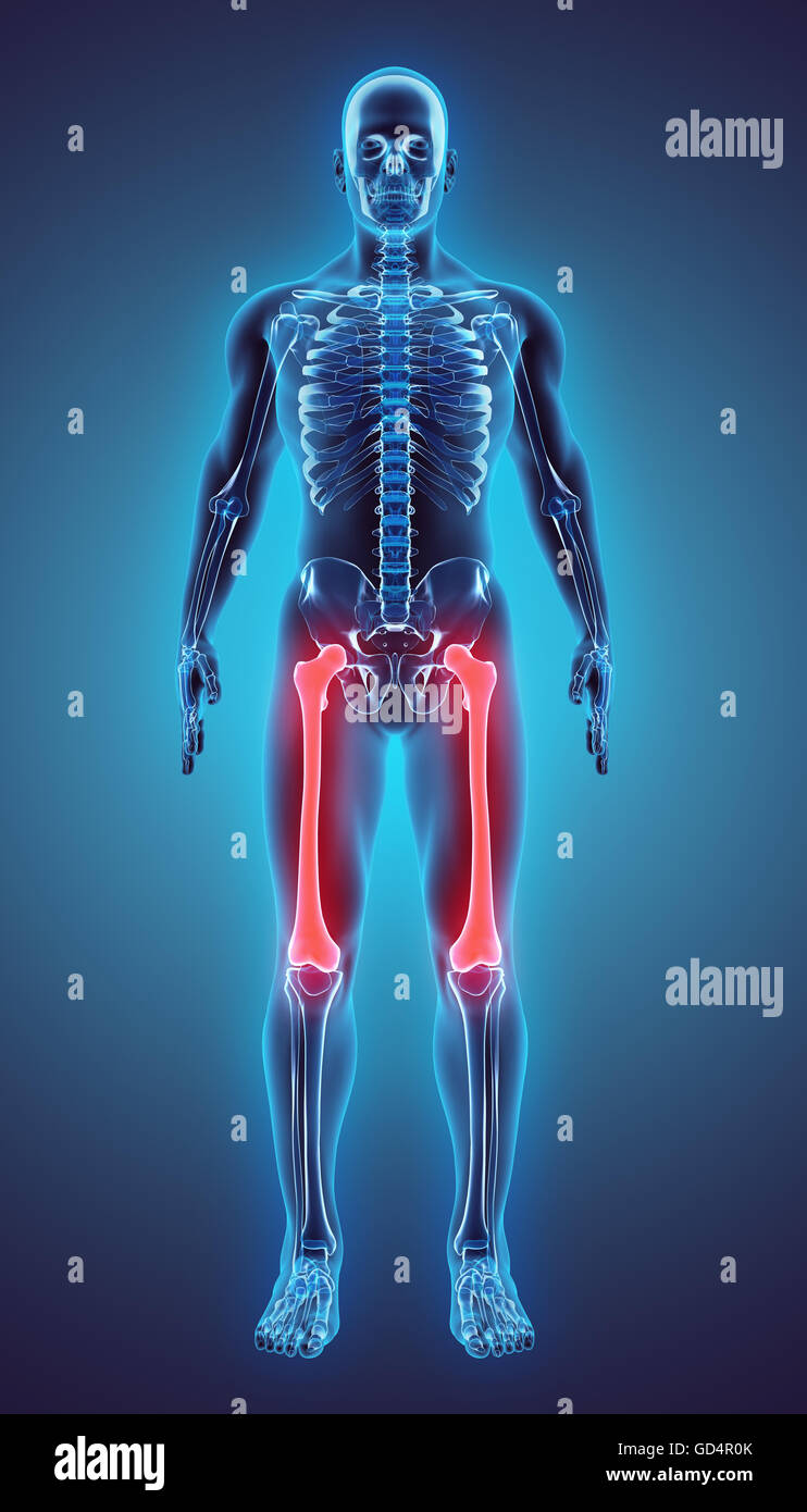 3D illustration of Femur - Part of Human Skeleton Stock Photo - Alamy