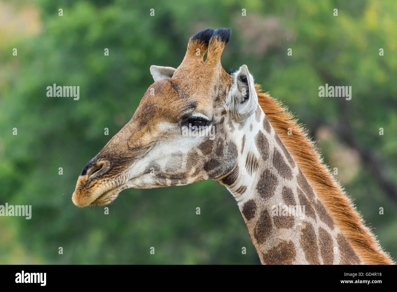 Close up portrait of a giraffe in the bush Stock Photo - Alamy