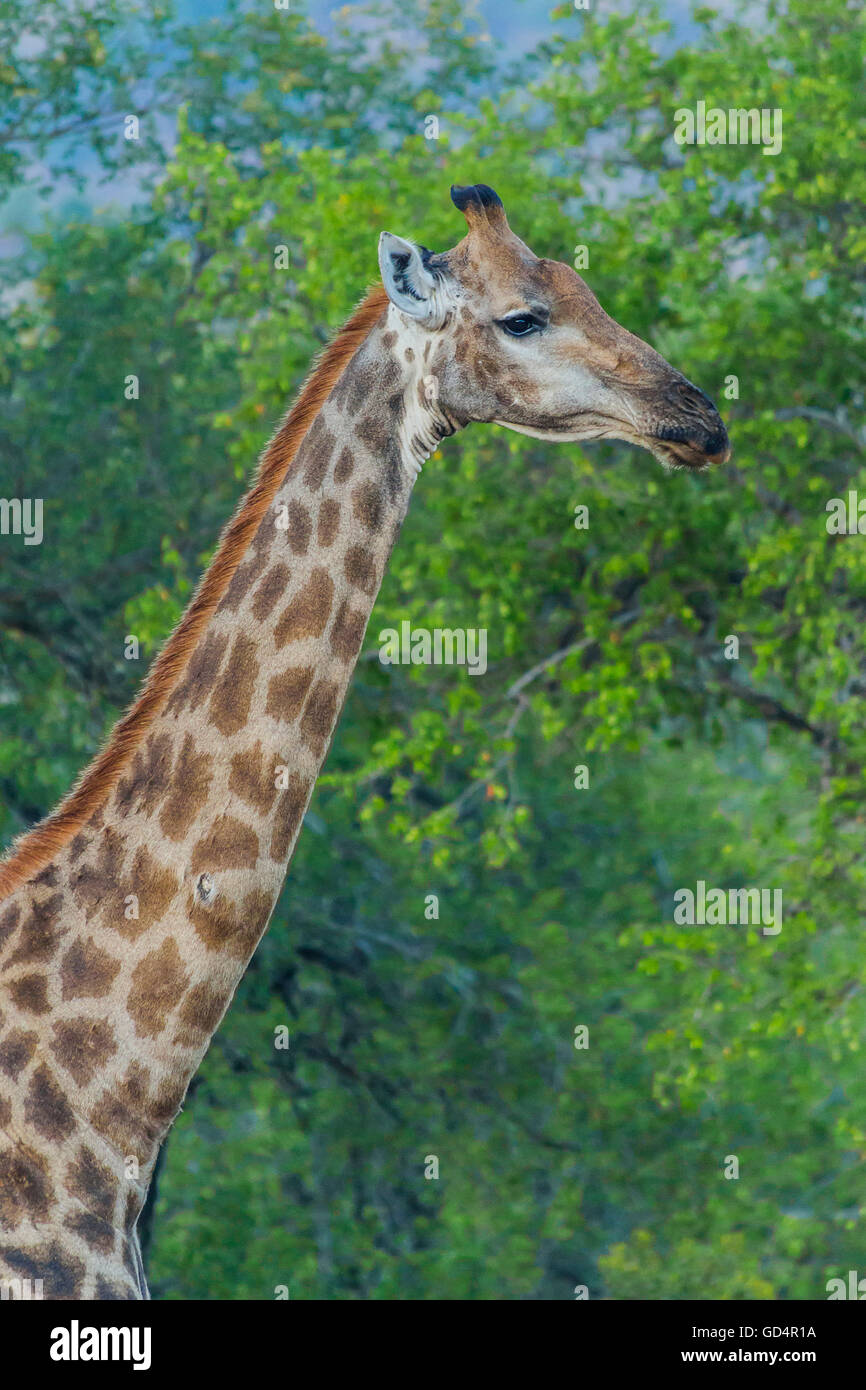 Close up portrait of a giraffe in the bush Stock Photo - Alamy