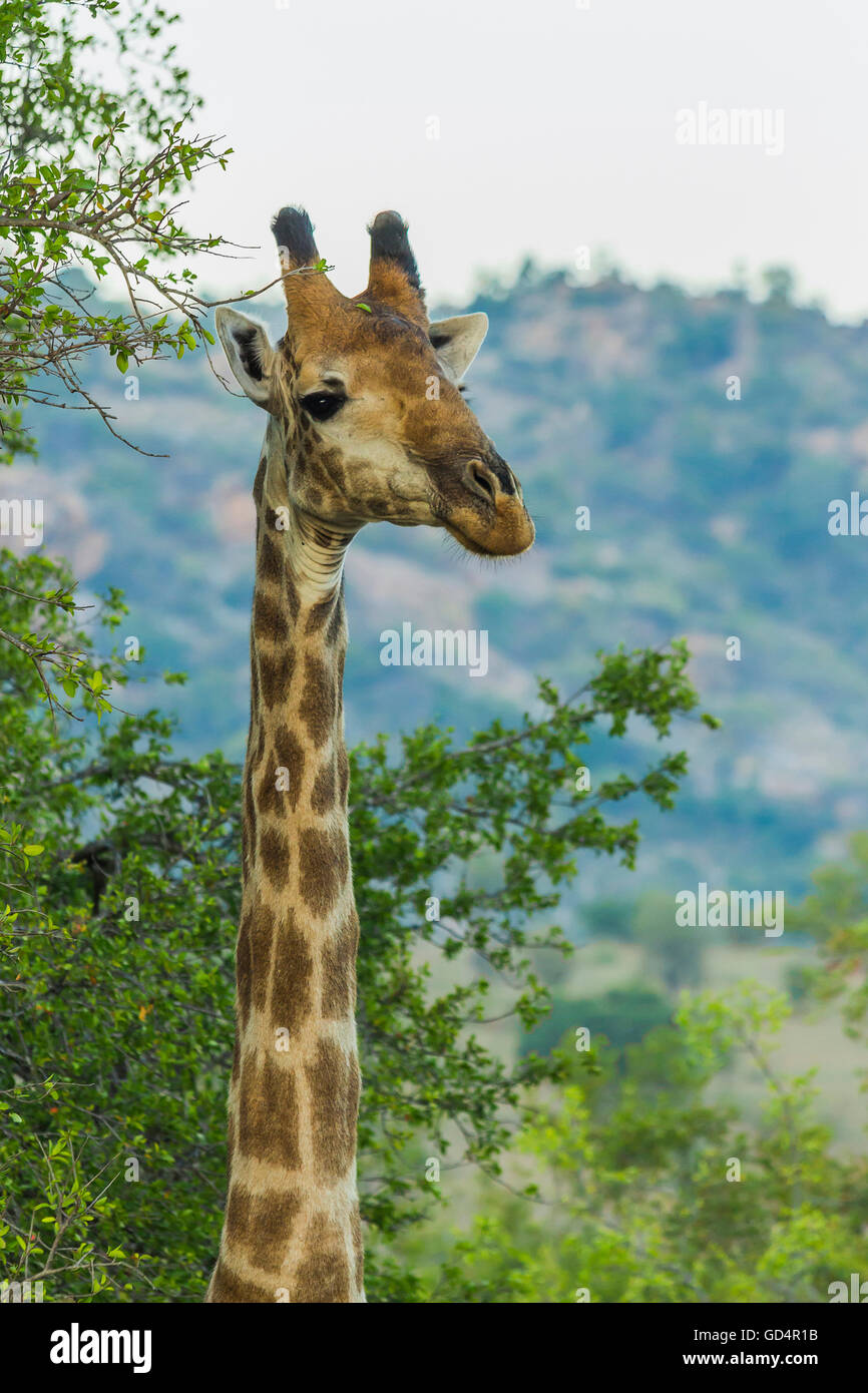 Close up portrait of a giraffe in the bush Stock Photo - Alamy