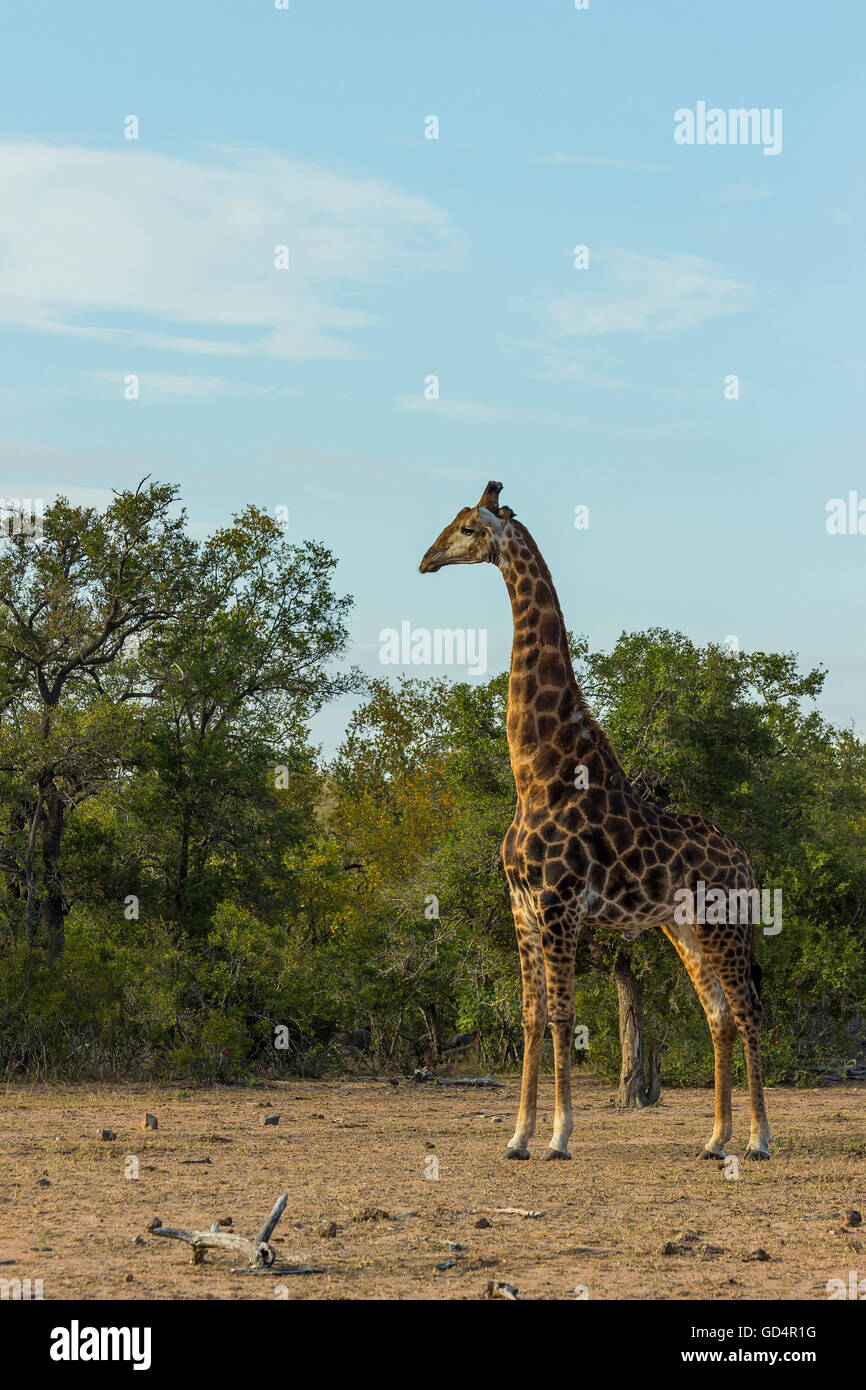 African environment hi-res stock photography and images - Alamy