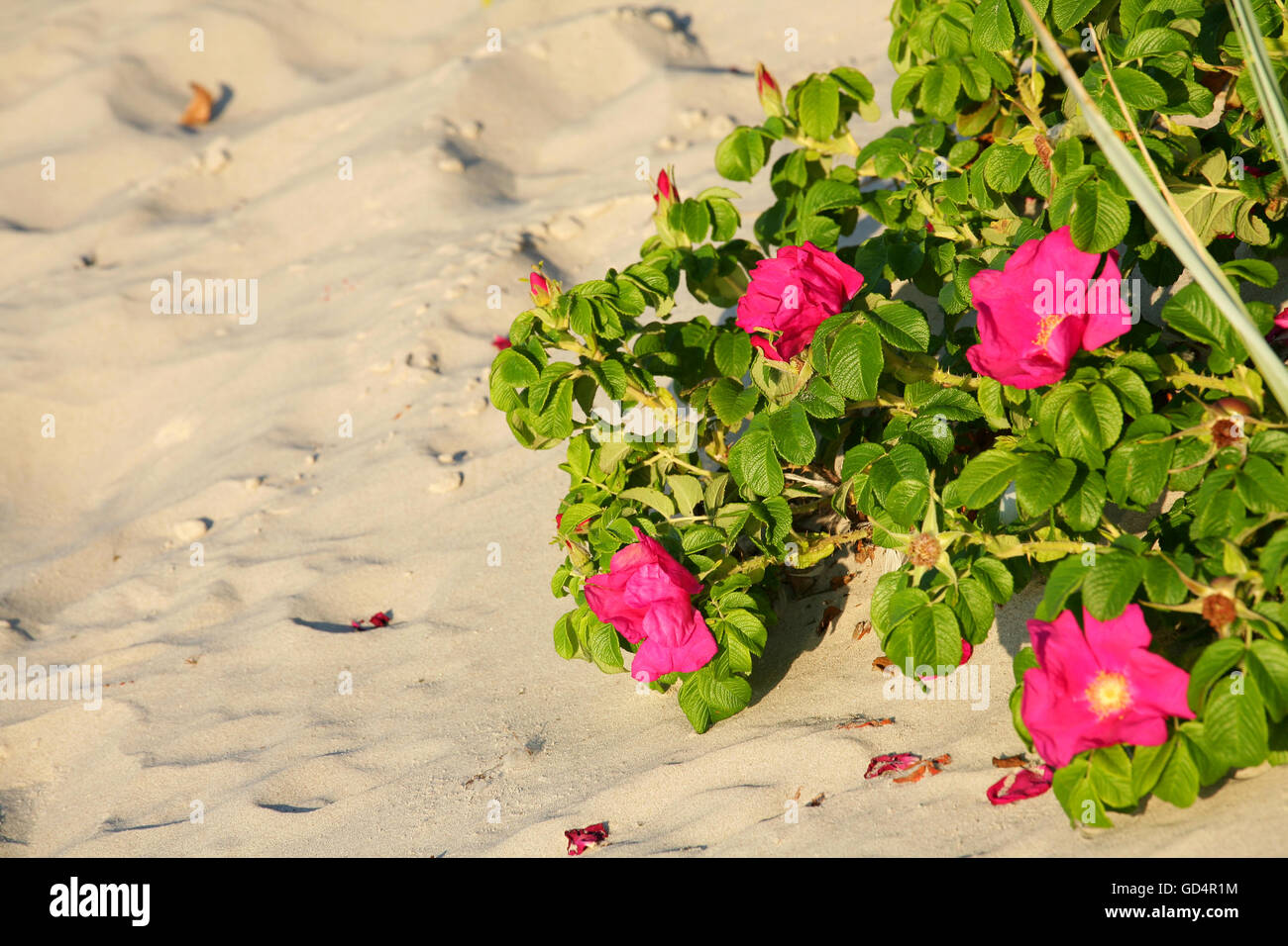 Coastal wild roses hi-res stock photography and images - Alamy