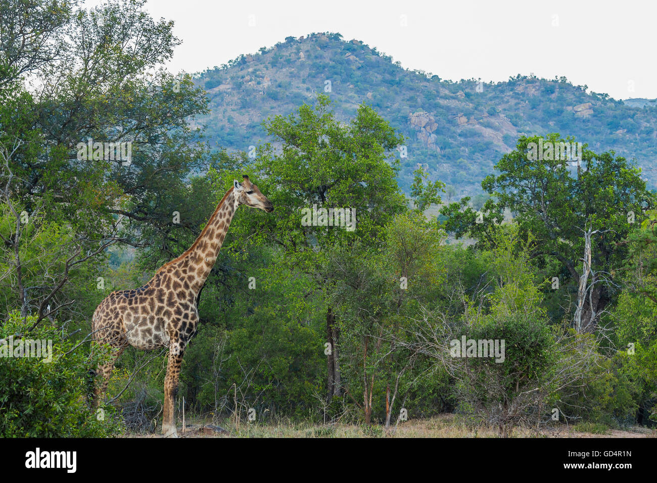 Giraffe standing in its environment in the bush Stock Photo - Alamy