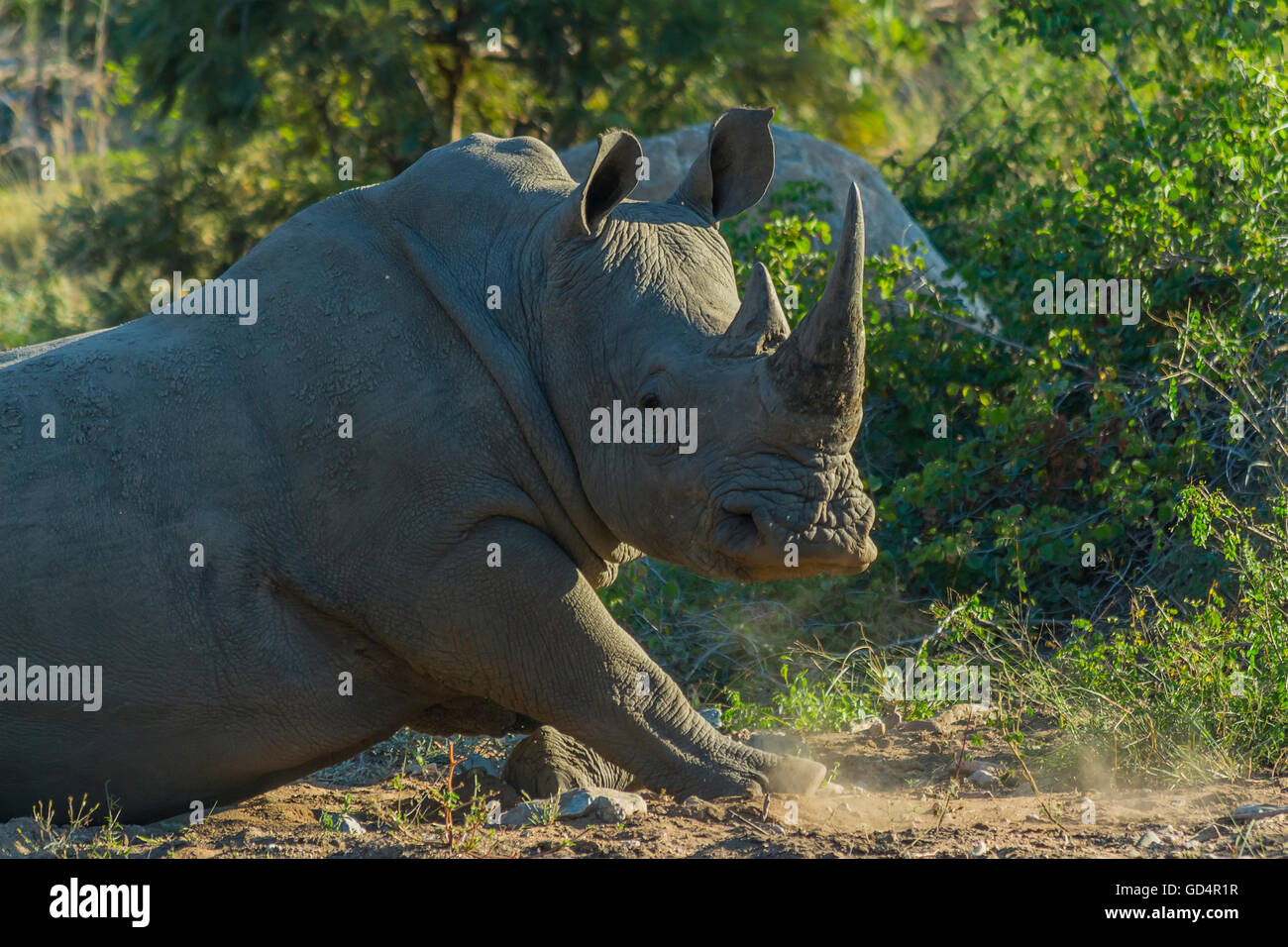 Rhino standing up in early morning sunlight in the bush Stock Photo - Alamy