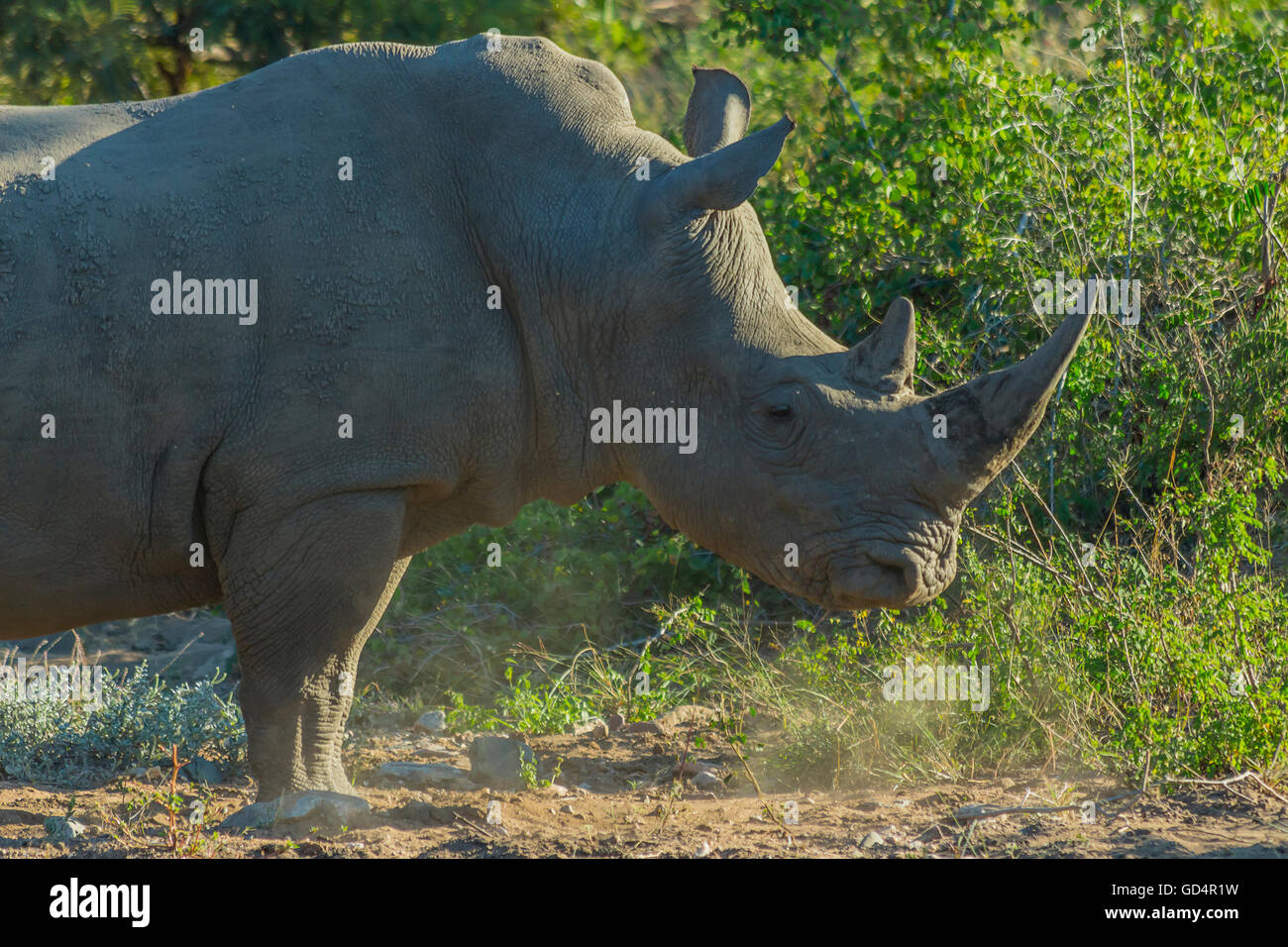 Rhino standing up in early morning sunlight in the bush Stock Photo - Alamy
