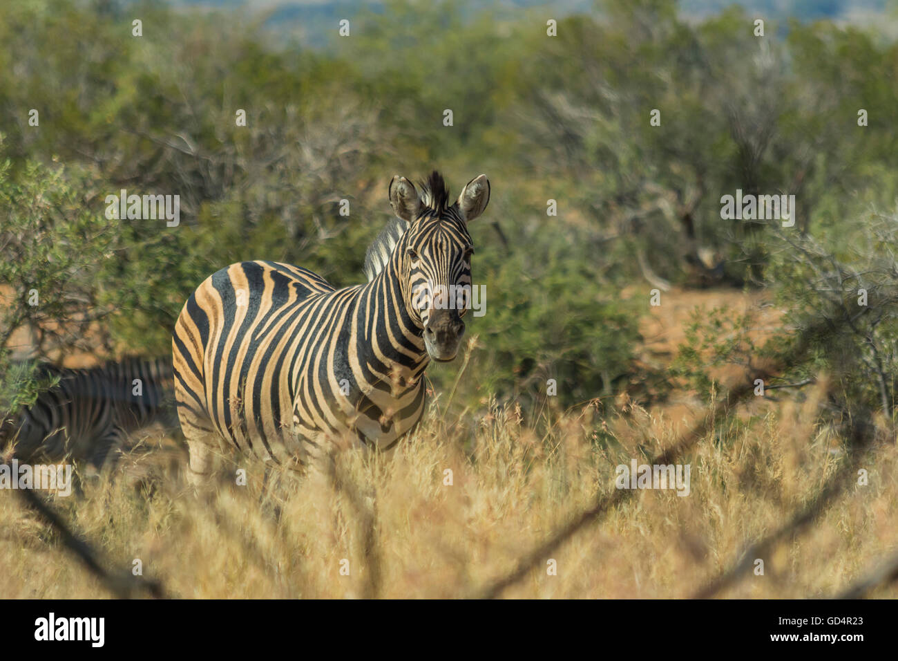 Zebra white hi-res stock photography and images - Alamy