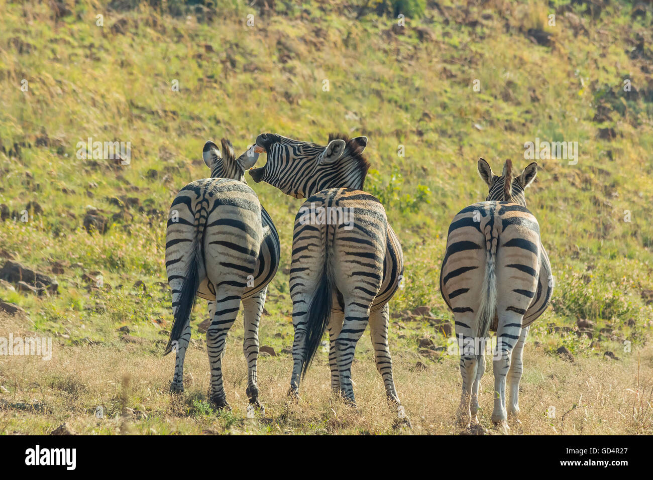 Three zebras standing in a row in the bush while one neighs Stock Photo ...