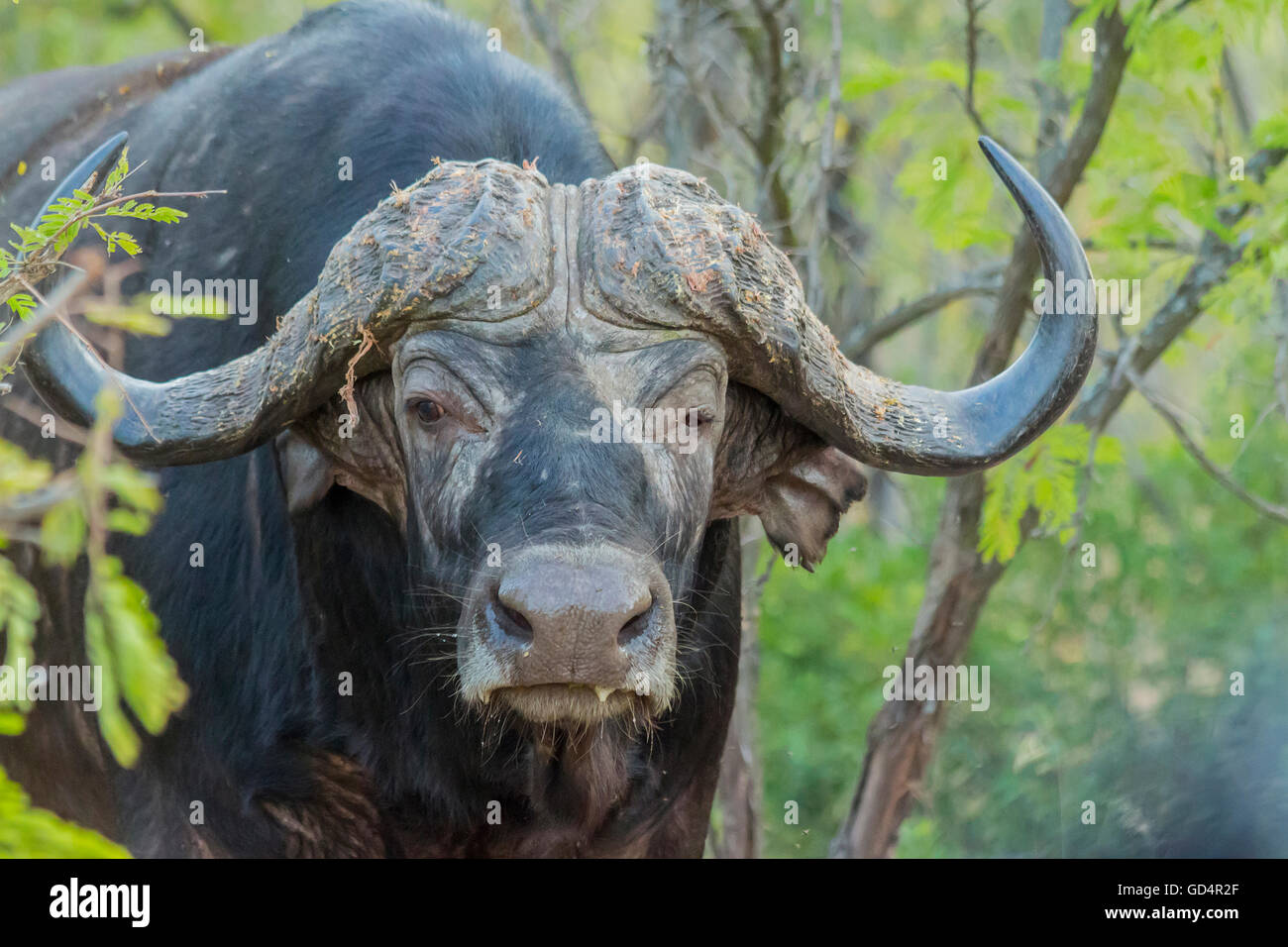 Buffalo portrait in thick bush Stock Photo - Alamy