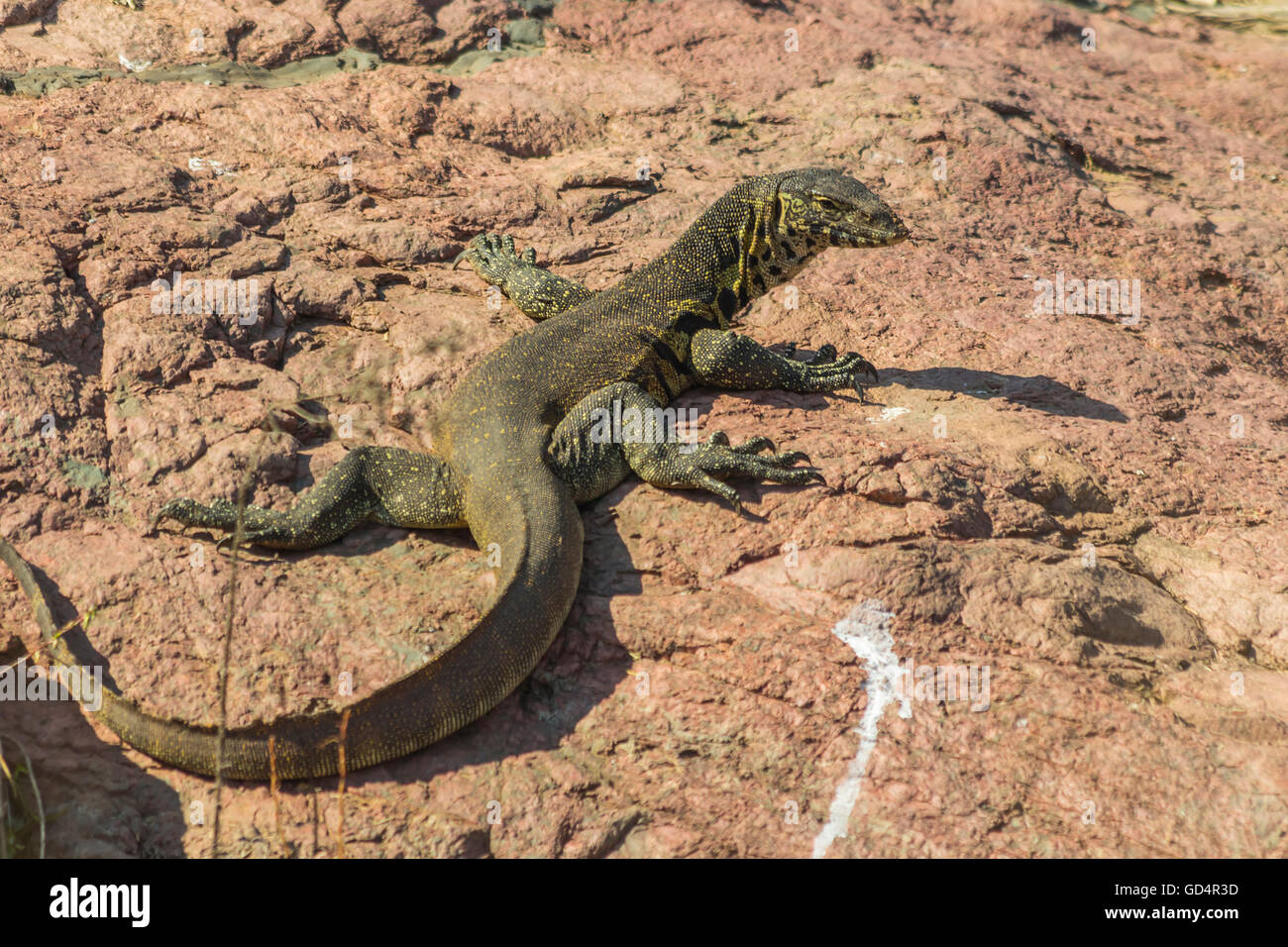 African rock monitor hi-res stock photography and images - Alamy
