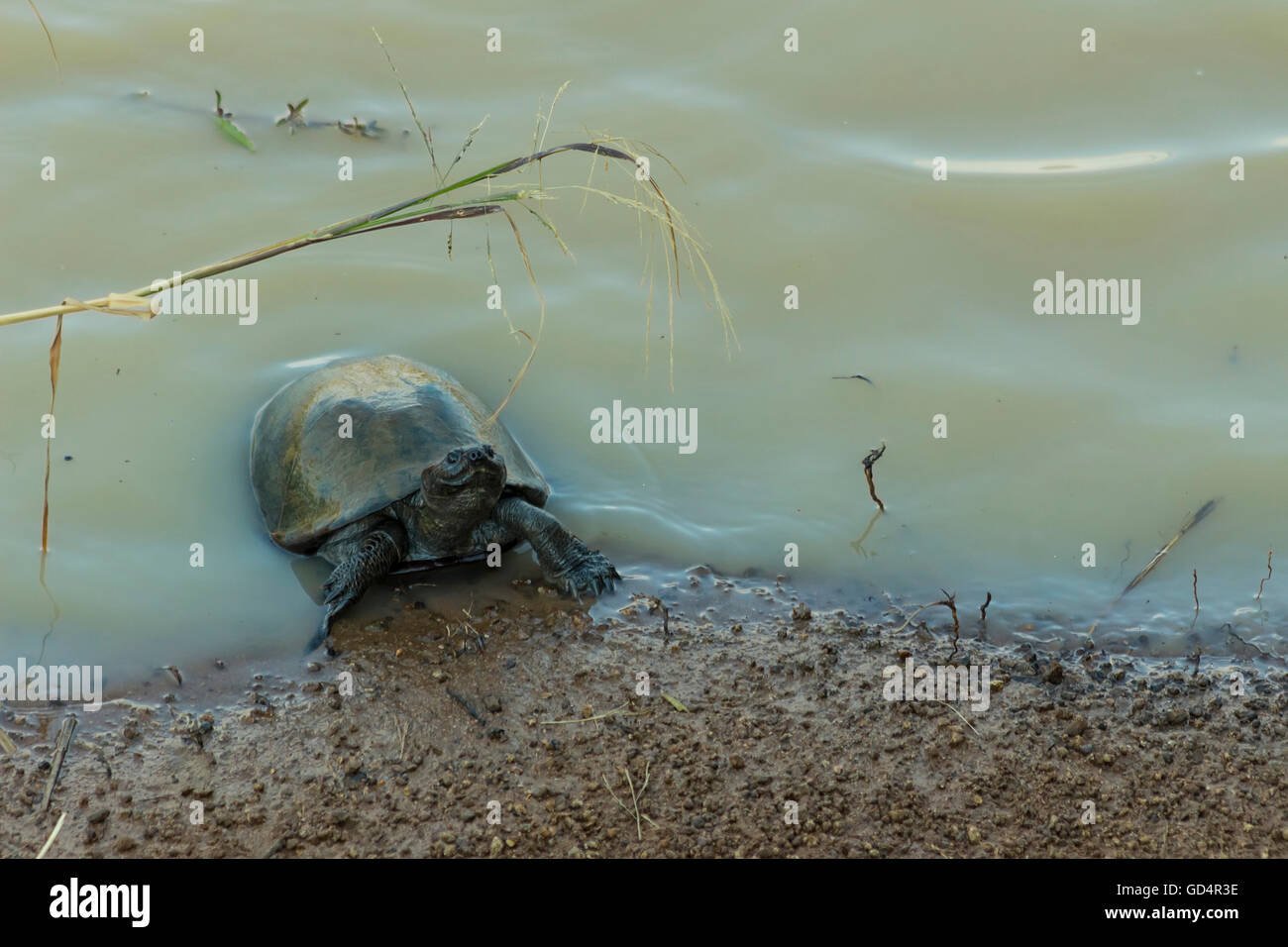Small terrapin in dirty water looking up Stock Photo - Alamy