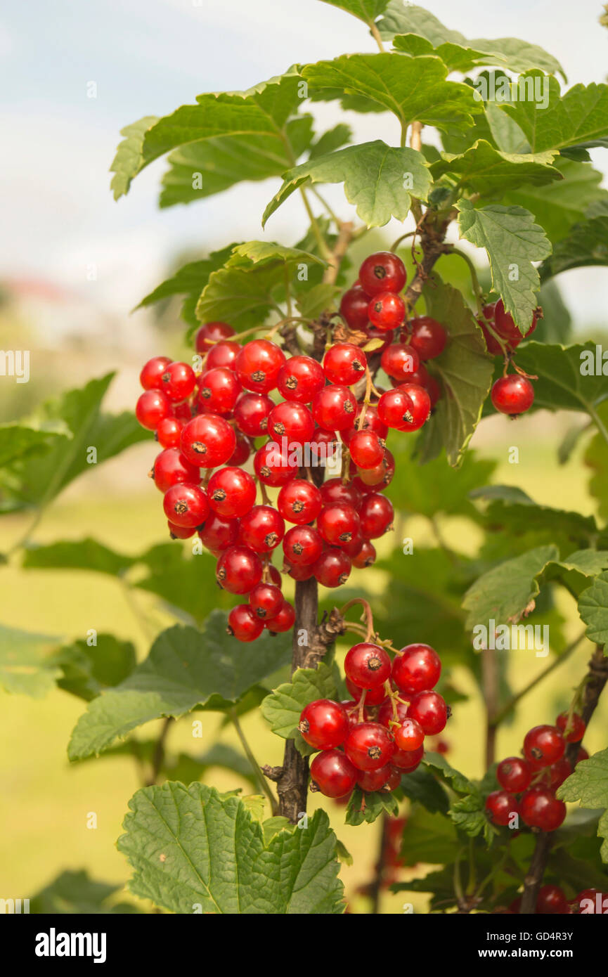 Currant bush with ripe fruits hi-res stock photography and images - Alamy