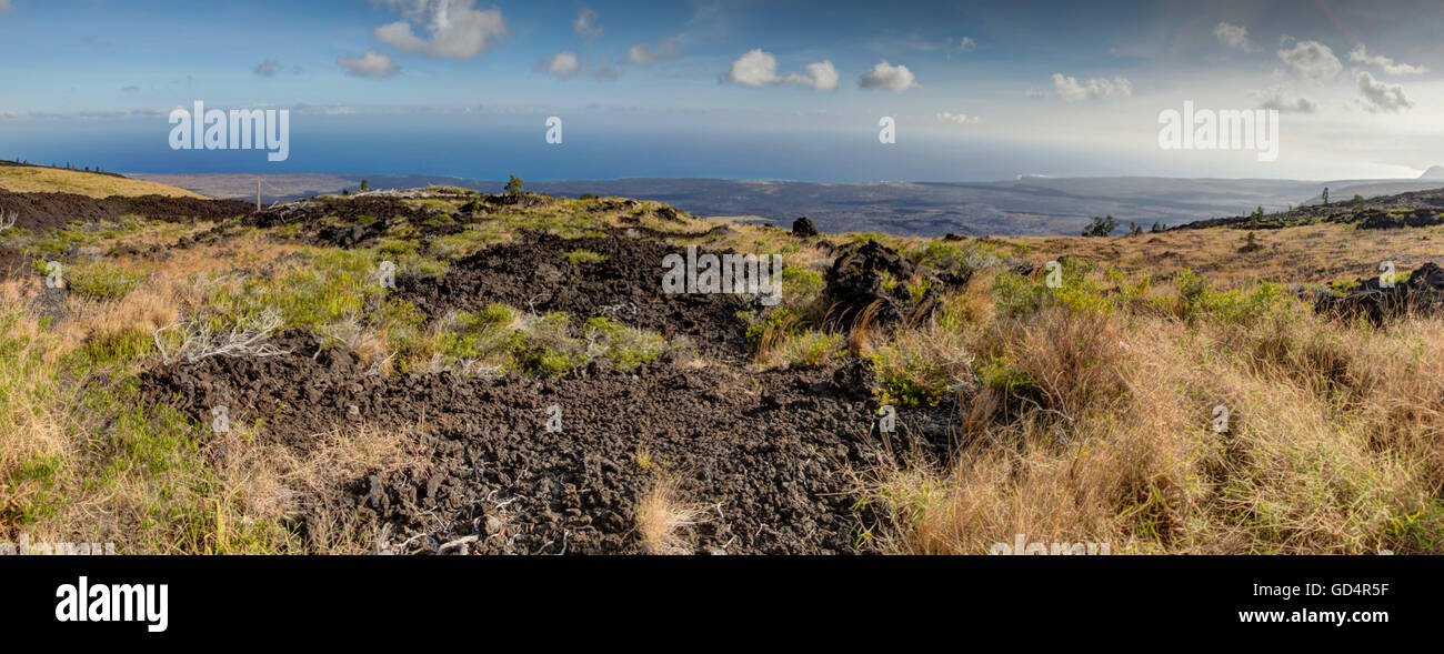 Landscape with bushes of grass on volcanic soil Big Island . Hawaii ...