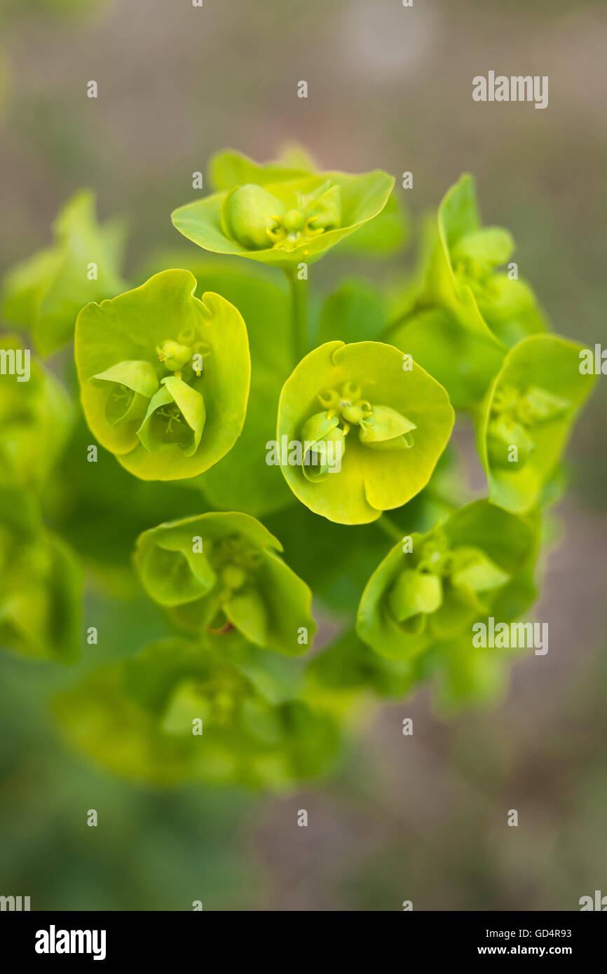 A green spring spring flower shot from near the field Stock Photo - Alamy