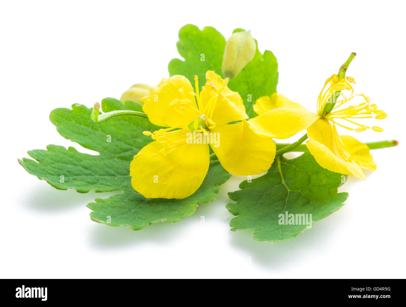 Greater celandine flower, swallowwort isolated on white background ...
