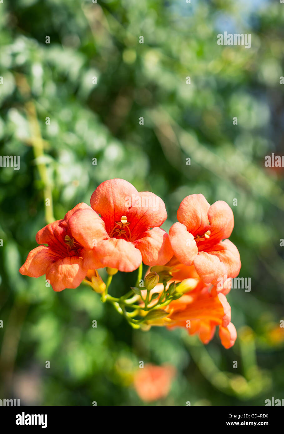 Red flowers on big tree hi-res stock photography and images - Alamy