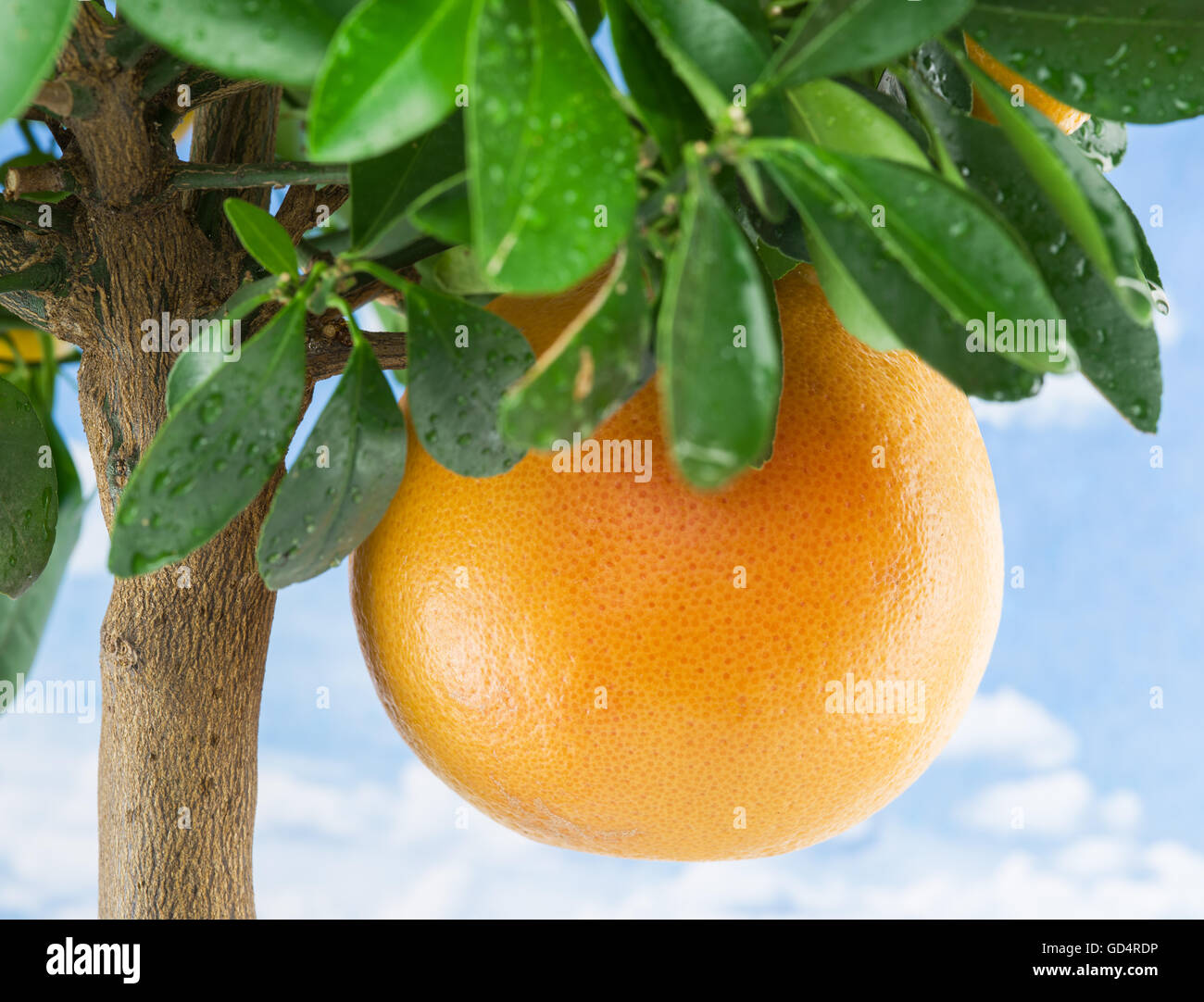 Big ripe grapefruit on the tree. Blue sky background Stock Photo - Alamy