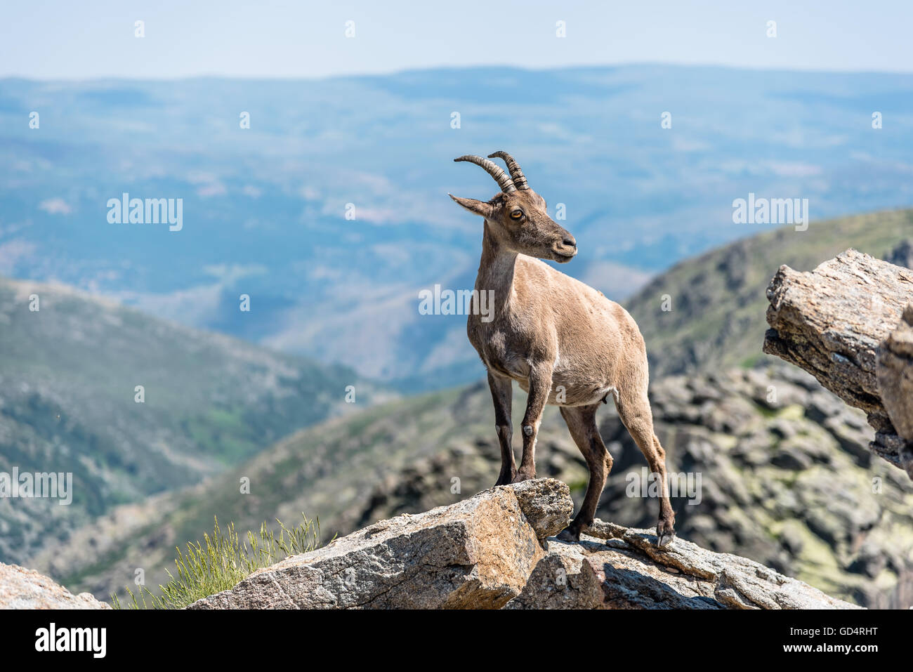 Ibex subspecies hi-res stock photography and images - Alamy