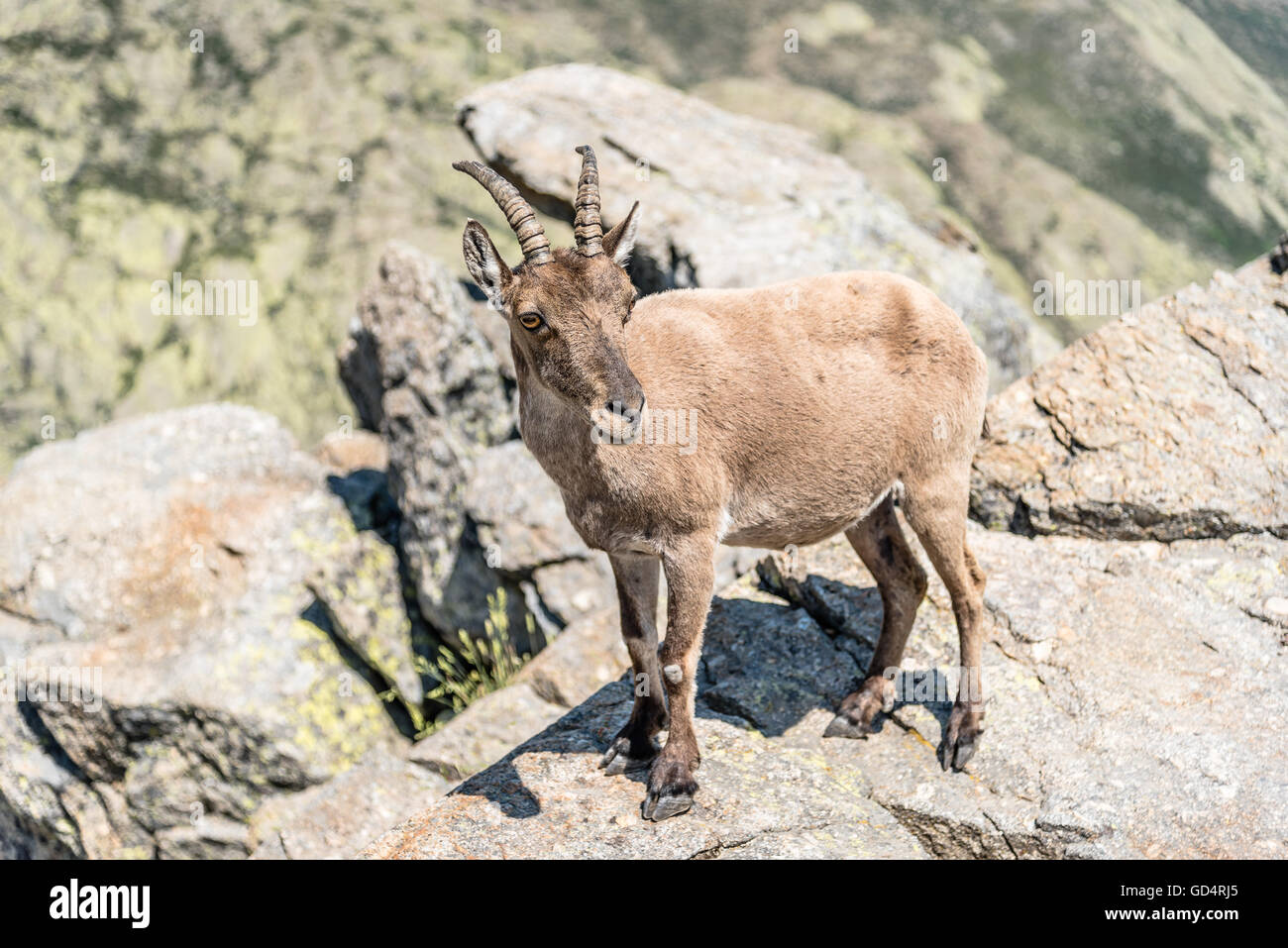 Ibex subspecies hi-res stock photography and images - Alamy