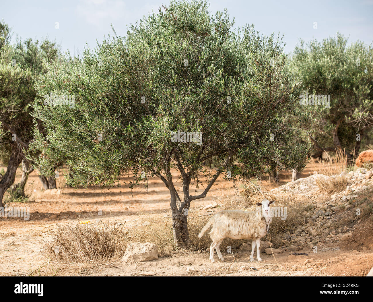 Olive tree garden hi-res stock photography and images - Alamy