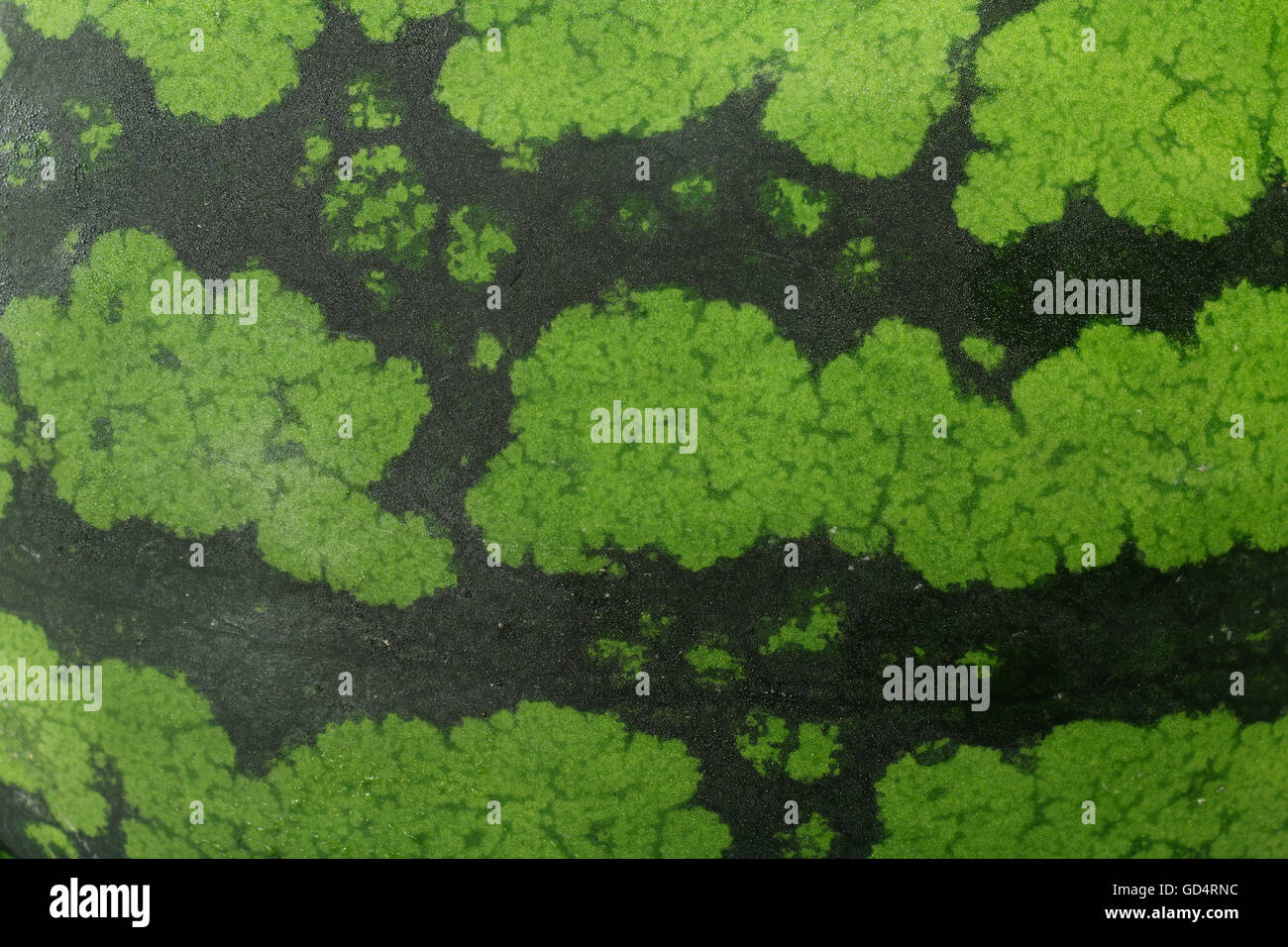 Japanese watermelon texture background #2 Stock Photo - Alamy Japanese watermelon texture background #2 Stock Photo - Alamy