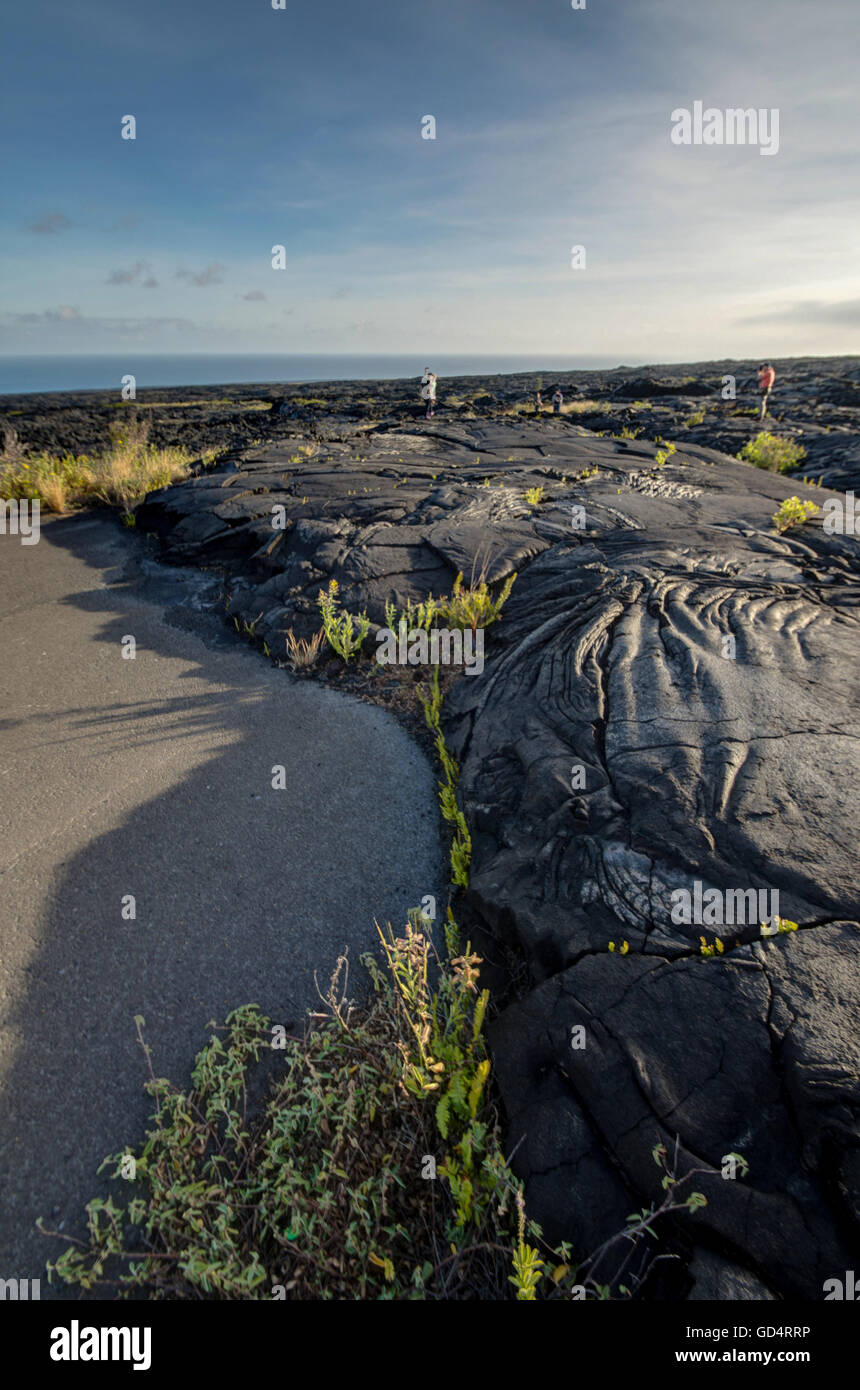 Landscape with bushes of grass on volcanic soil Big Island . Hawaii ...