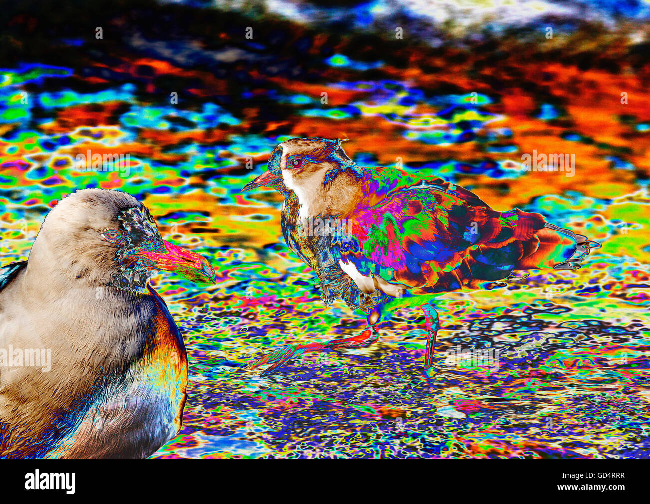 A Southern Lapwing, Vanellus chilensis and Dolphin Gull, Leucophaeus ...