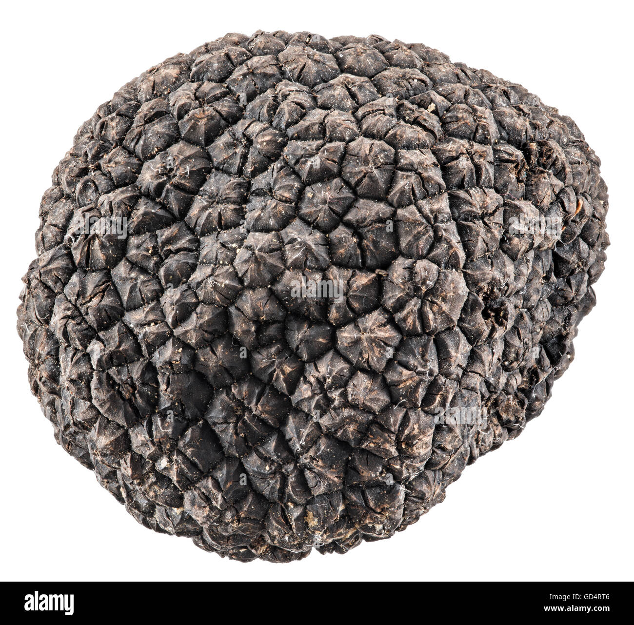 Black truffle hi-res stock photography and images - Alamy