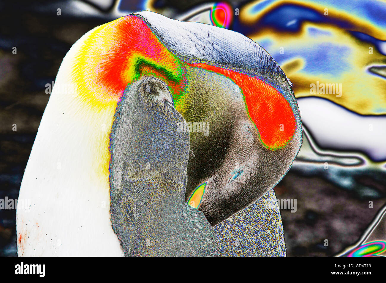 A King Penguin sleeping in the world's second largest King Penguin ...