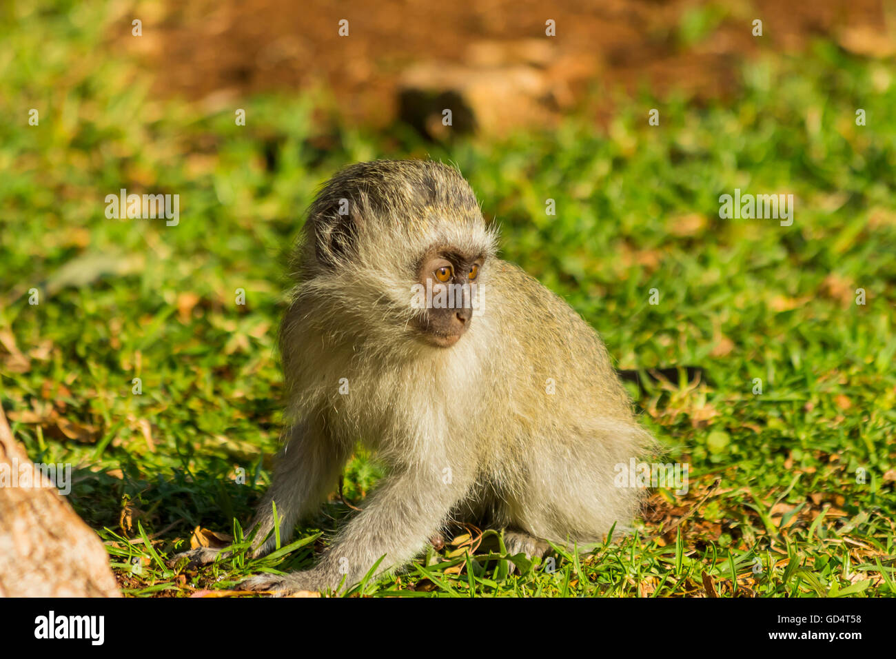 Monkey foraging hi-res stock photography and images - Alamy