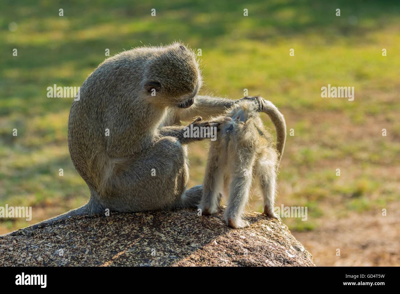 Monkey Large Eyes High Resolution Stock Photography and Images - Alamy