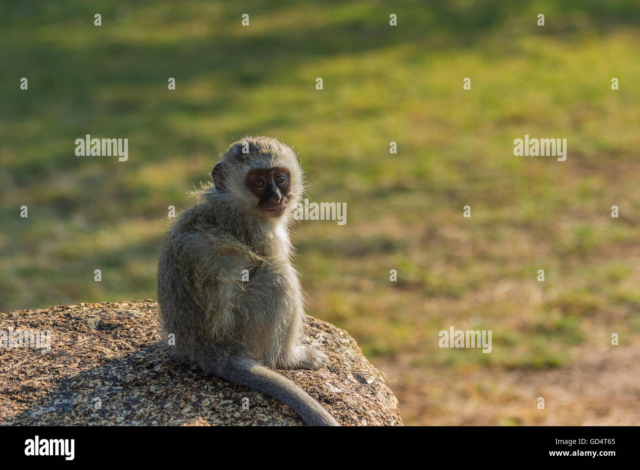 Scared monkey hi-res stock photography and images - Alamy