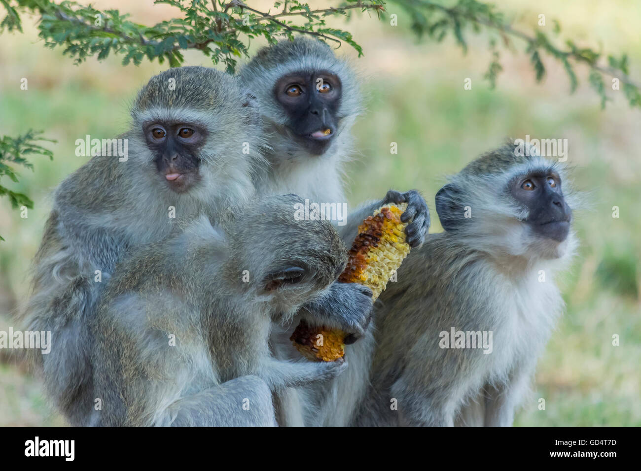 Vervet monkeys sitting on a rock and eating corn Stock Photo - Alamy