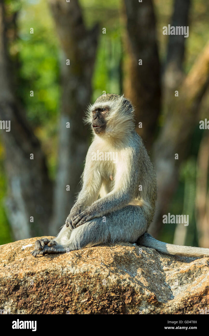 Monkey in the sun hi-res stock photography and images - Alamy