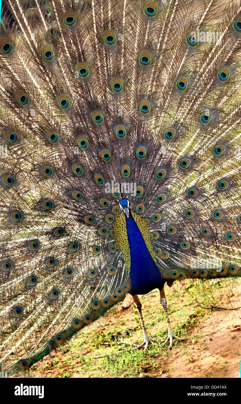 Dancing peacock hi-res stock photography and images - Alamy