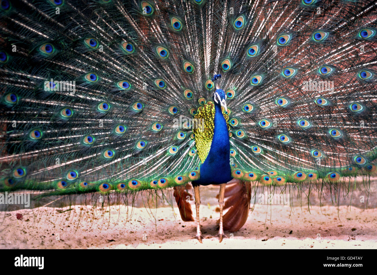 Dancing peacock hi-res stock photography and images - Alamy