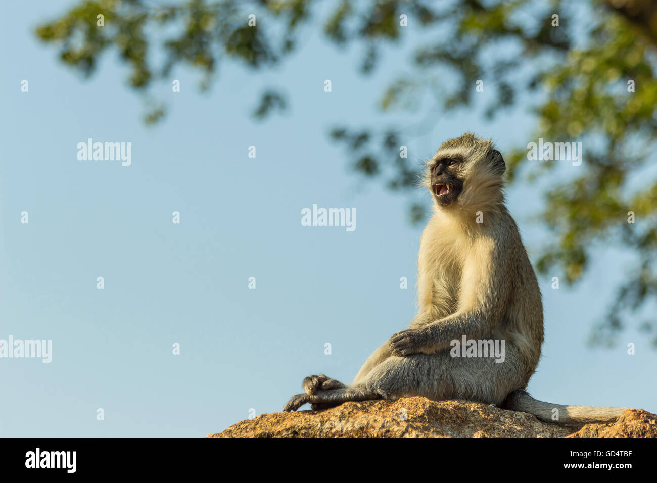 Baby vervet monkey sitting on a rock staring into the distance Stock ...