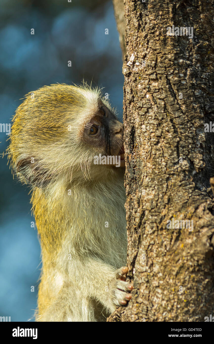 Sucking tree sap hi-res stock photography and images - Alamy