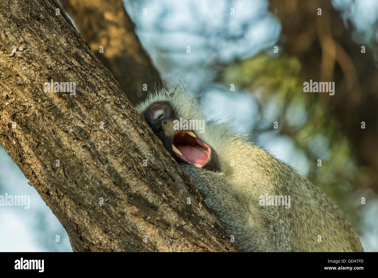 Big sleepy vervet monkey yawning in a tree in late afternoon sun Stock ...