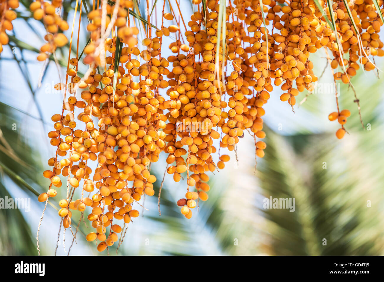 Date fruits on the tree. Close-up Stock Photo - Alamy