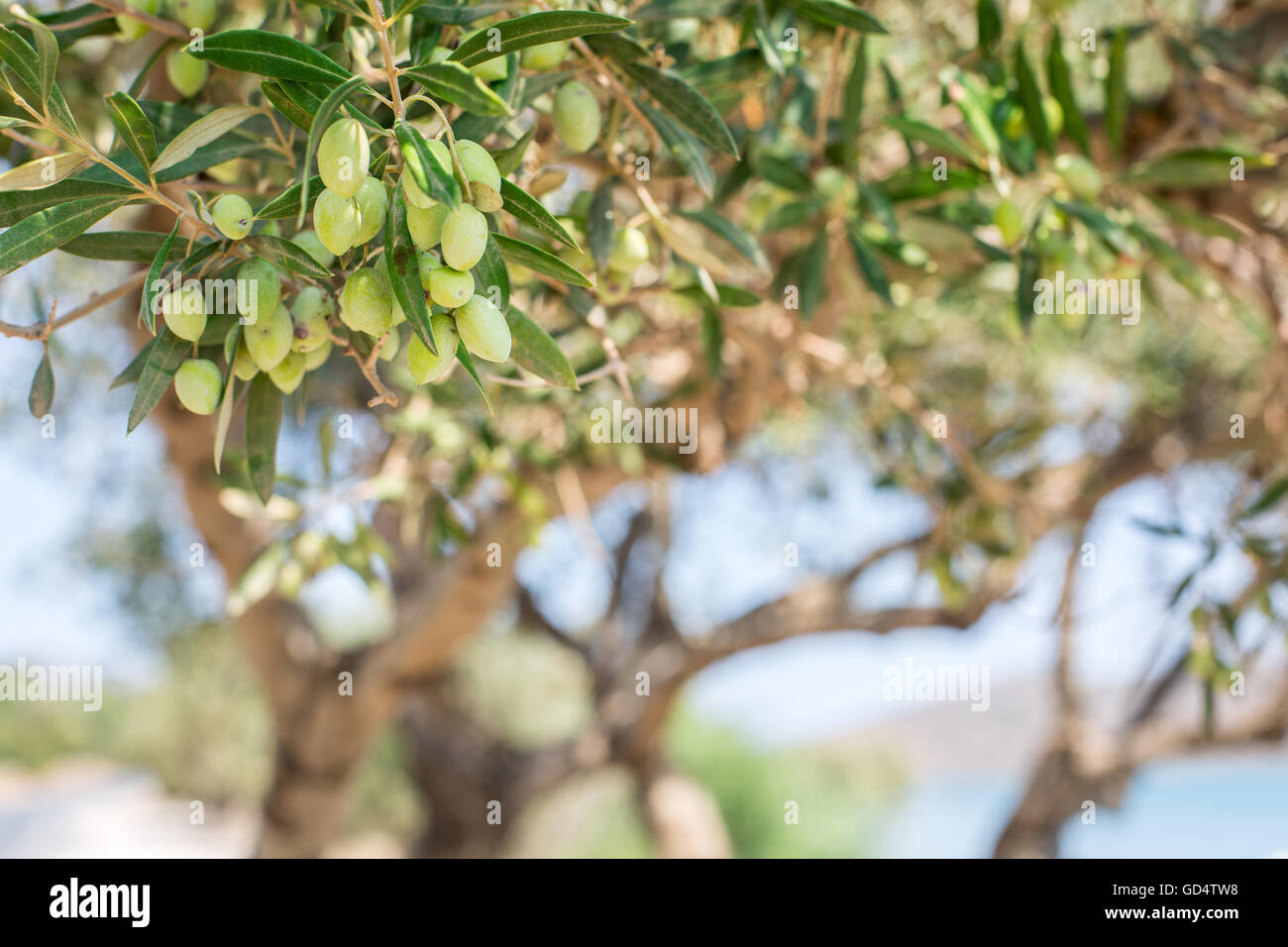 Olive oil berry branch hi-res stock photography and images - Alamy