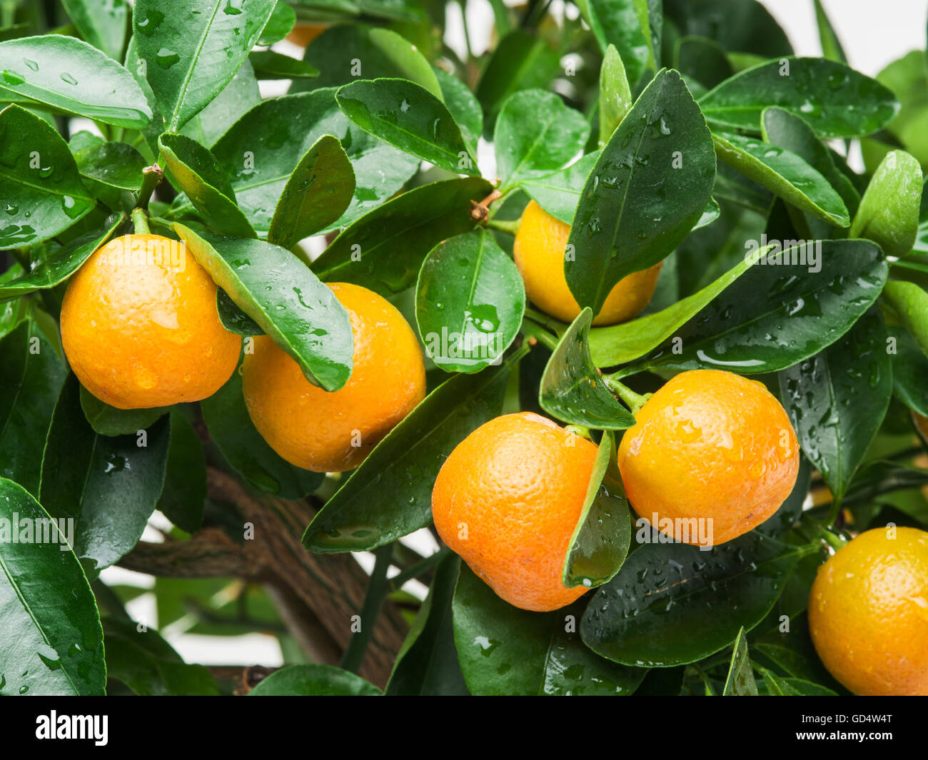 Ripe tangerine fruits on the tree. White background Stock Photo - Alamy